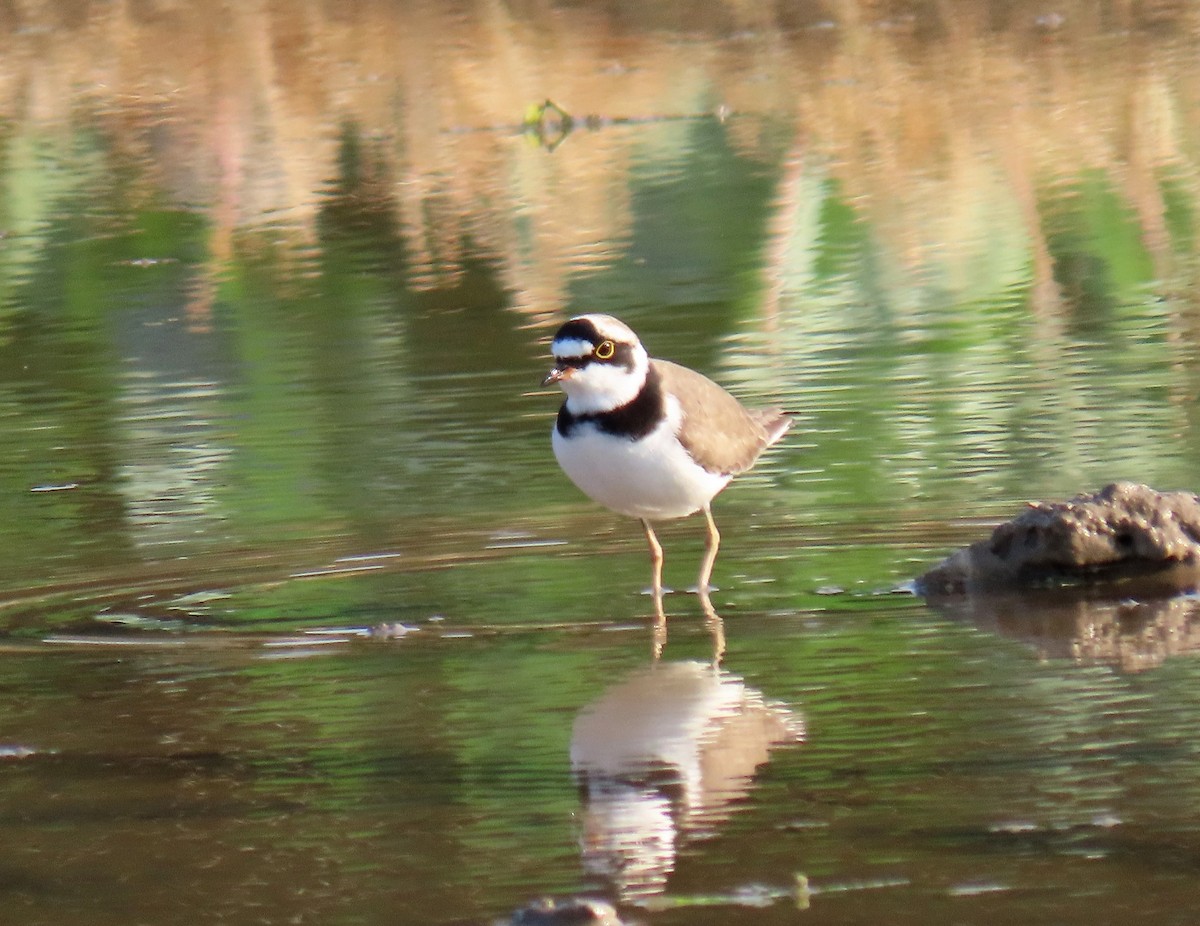 eBird Checklist - 10 Dec 2022 - Tai Po Tin, Ping Che - 38 species (+1 ...