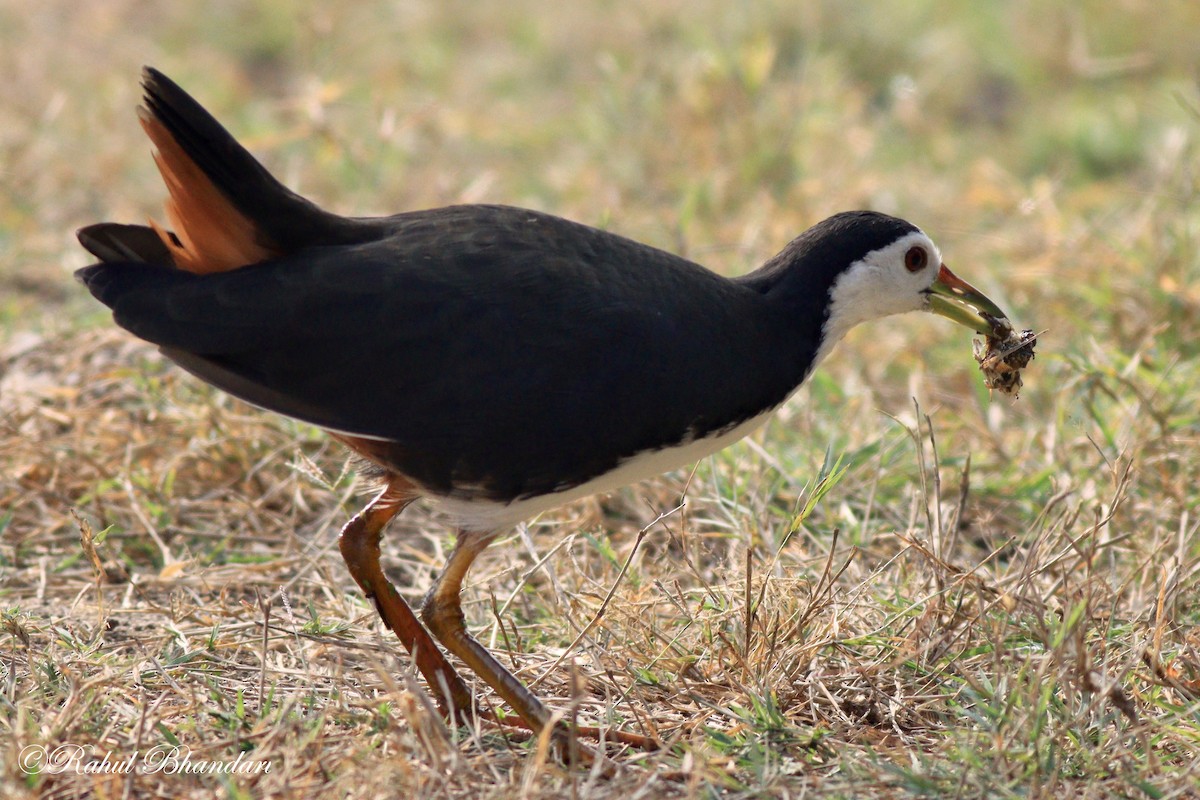 ML511746061 - White-breasted Waterhen - Macaulay Library