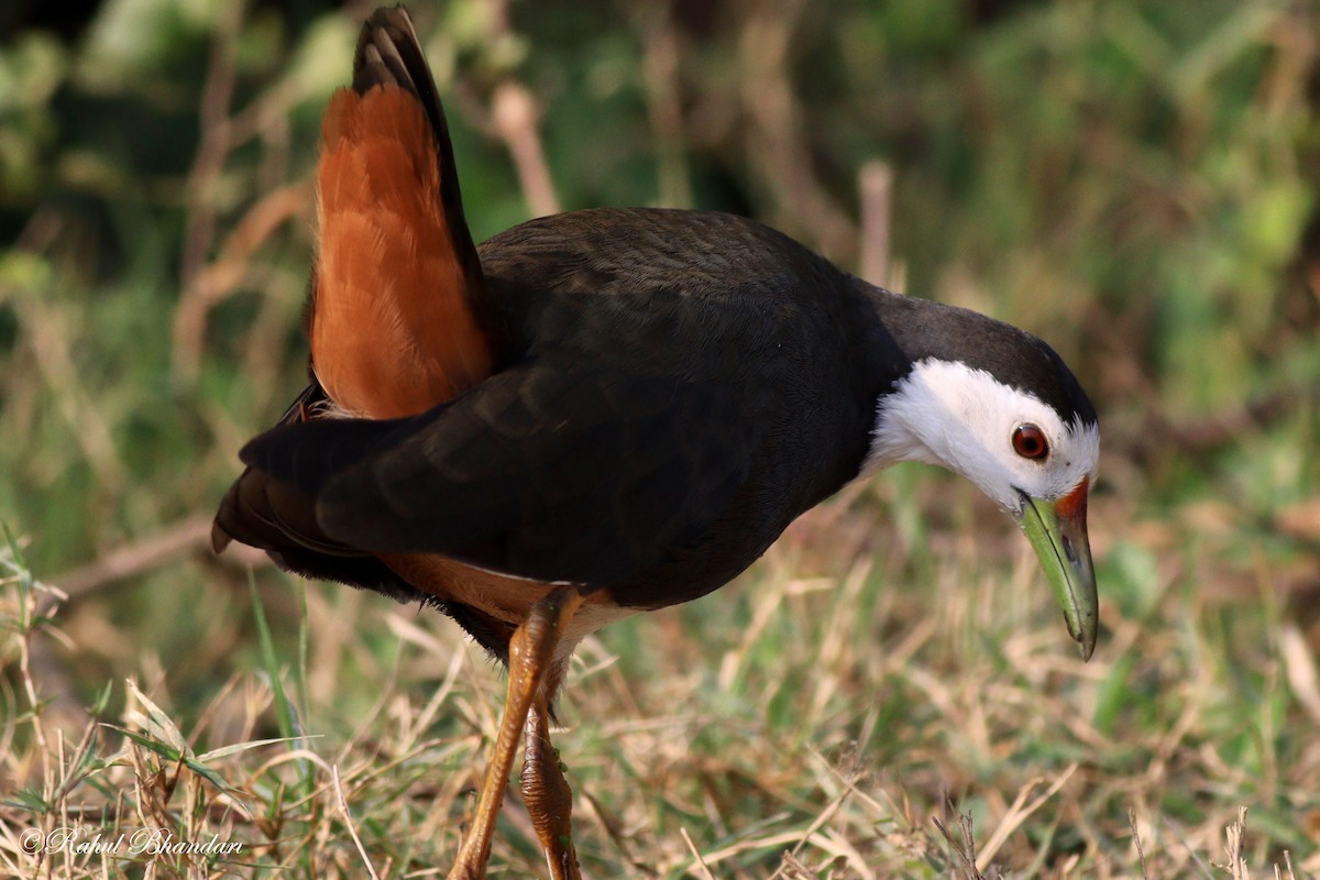 ML511746071 - White-breasted Waterhen - Macaulay Library