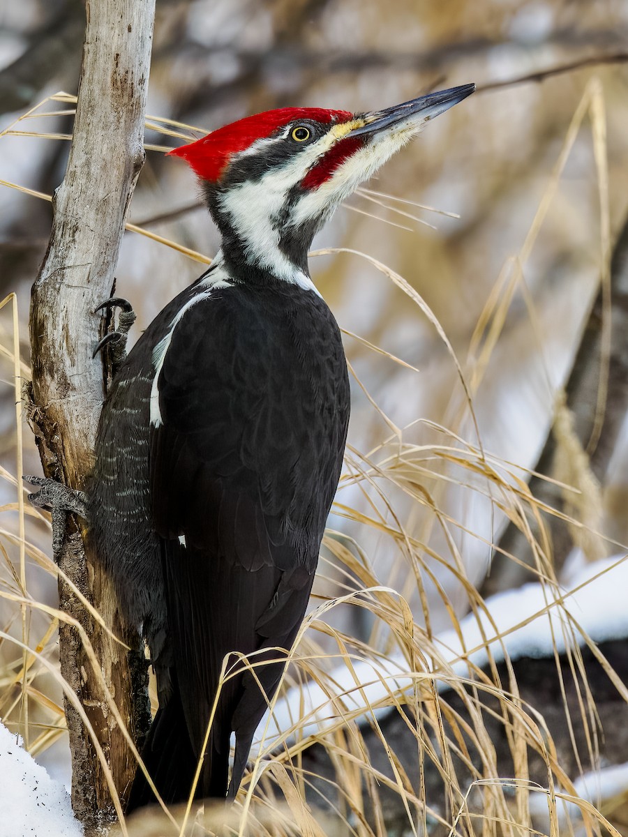 eBird Checklist - 9 Dec 2022 - Sax-Zim Bog--Friends of Sax-Zim Bog ...
