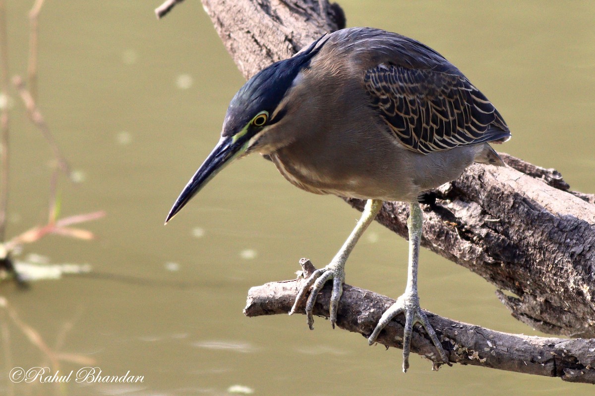 ML511755941 - Striated Heron - Macaulay Library