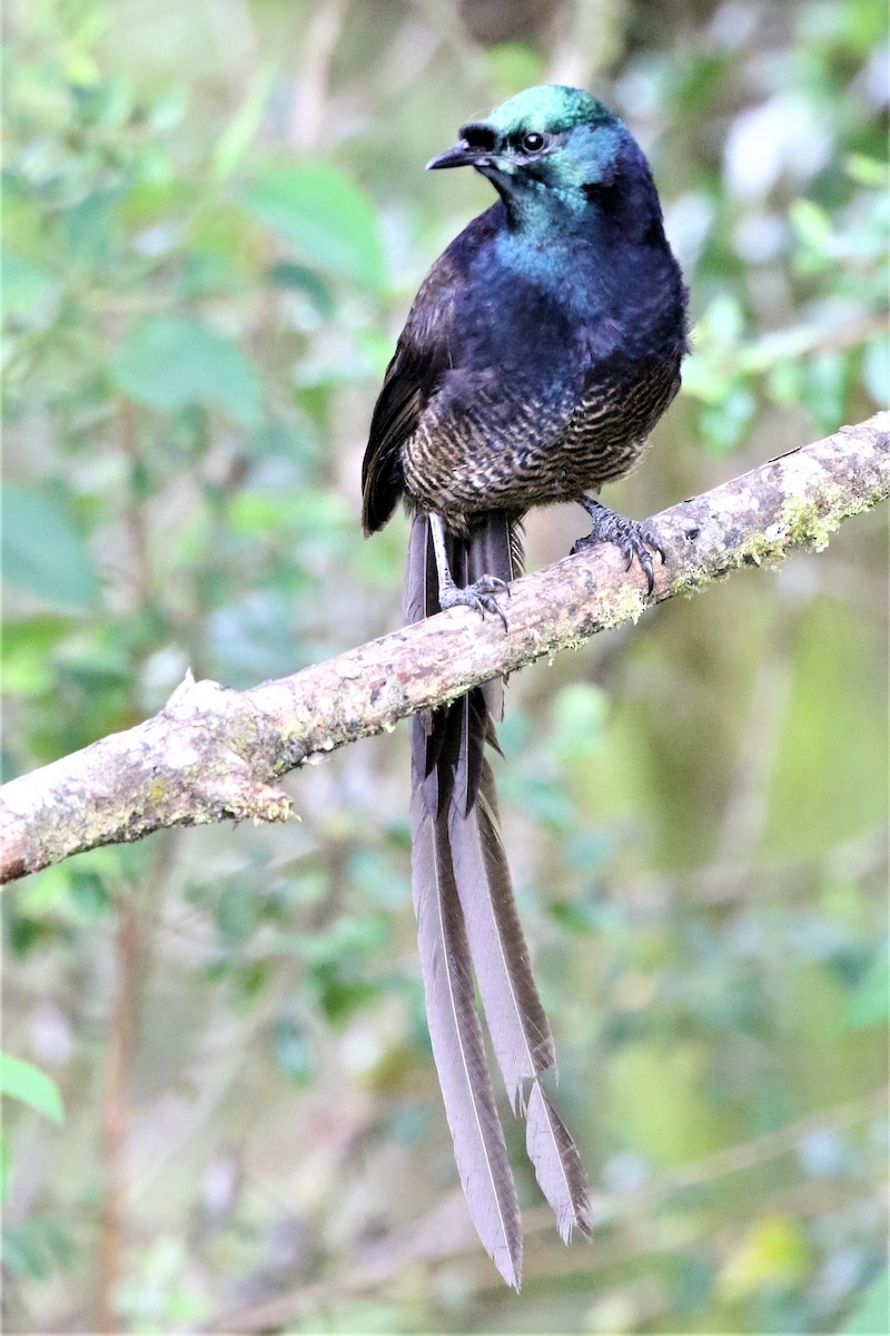 ML511998681 - Ribbon-tailed Astrapia - Macaulay Library