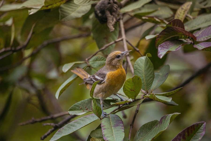 Bullock's/Baltimore Oriole - eBird