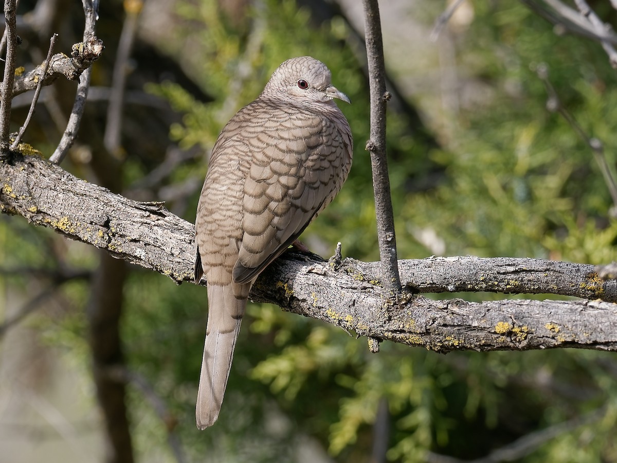 ML512081041 - Inca Dove - Macaulay Library