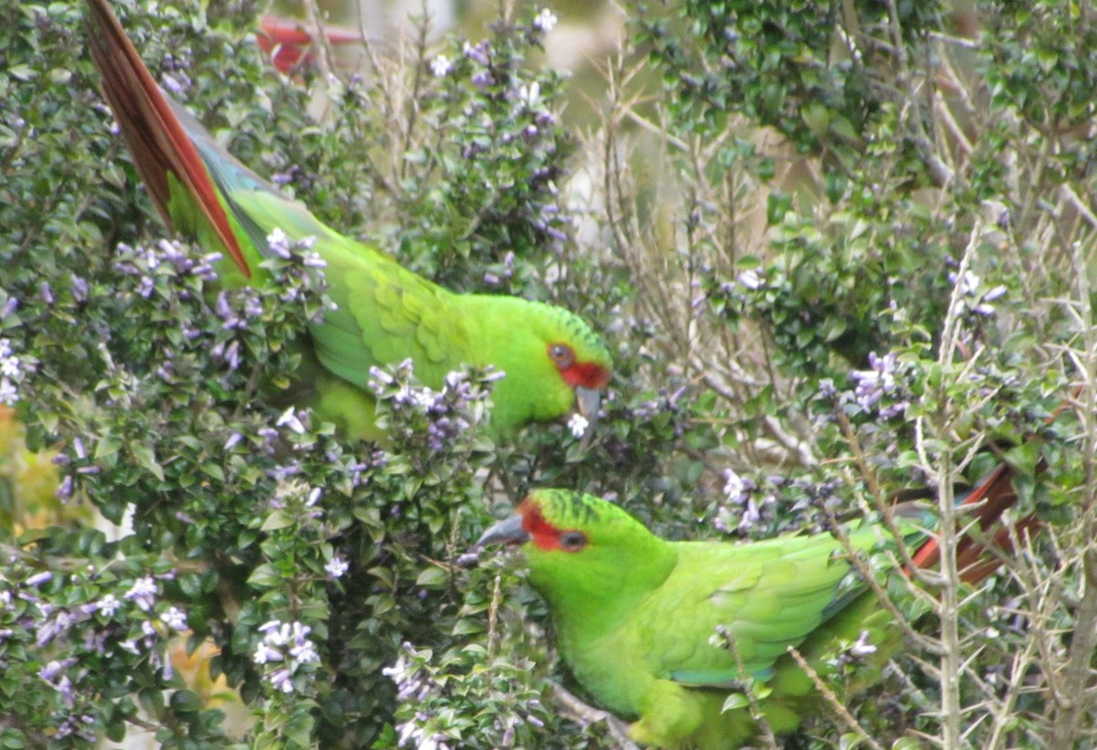 ML512104931 - Slender-billed Parakeet - Macaulay Library