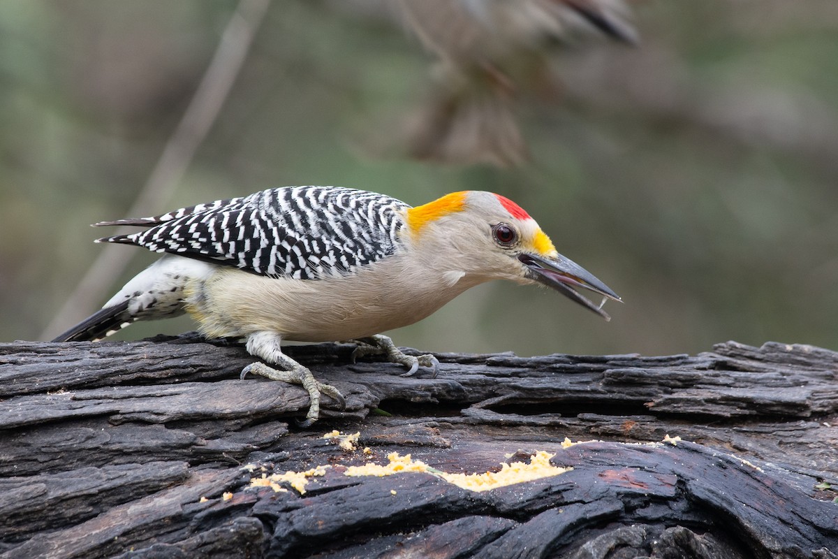 eBird Checklist - 7 Dec 2022 - Salineño Wildlife Preserve (LTC 080 ...