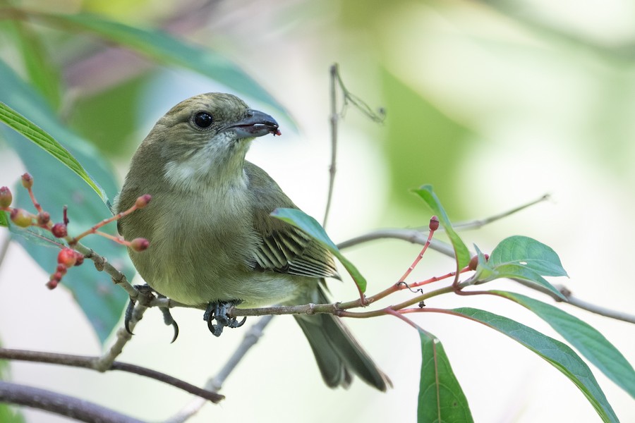 Western Spindalis (Cozumel I.) - eBird