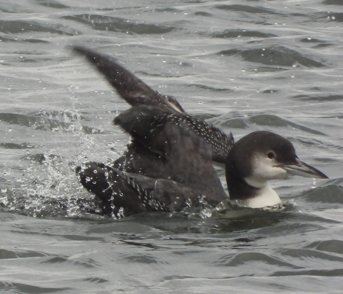 eBird Checklist - 10 Dec 2022 - Lake Whitney--Walling Bend Park - 20 ...
