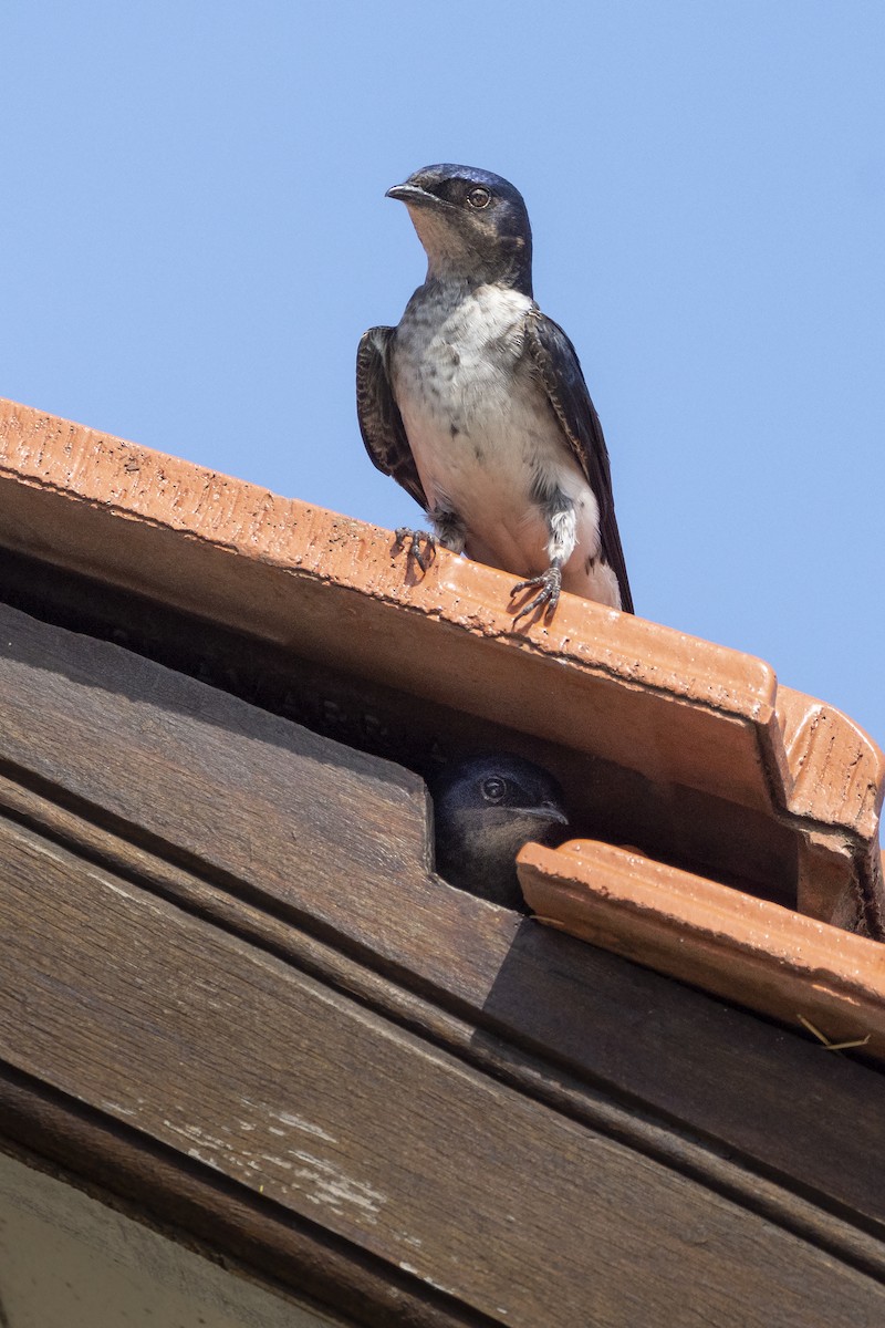 ML512291681 - Gray-breasted Martin - Macaulay Library