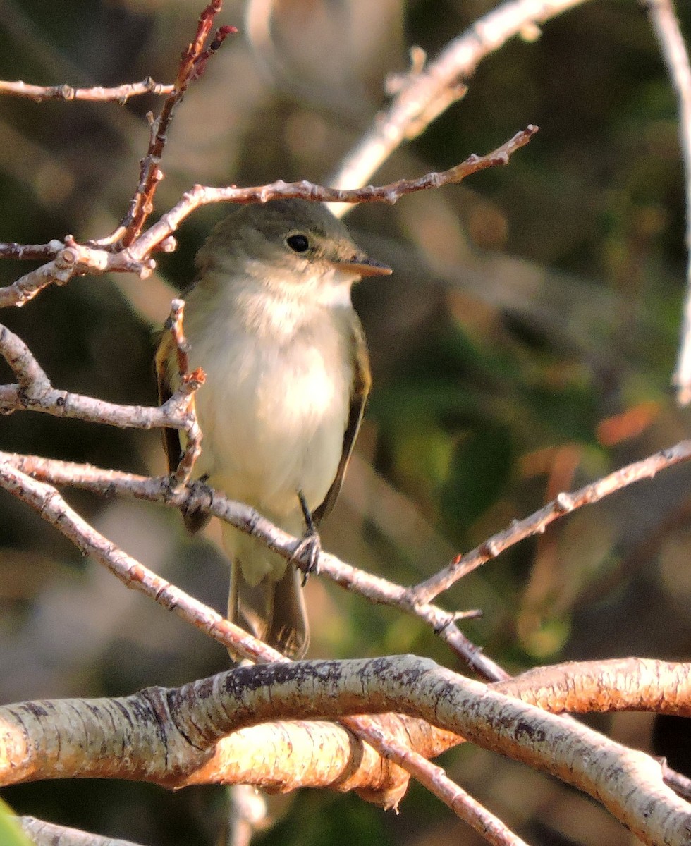 eBird Checklist - 6 Sep 2022 - Aspen grove on Bush Rim - 29 species (+1 ...