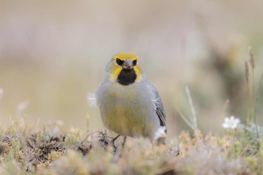 Yellow-bridled Finch (White-tailed) - eBird