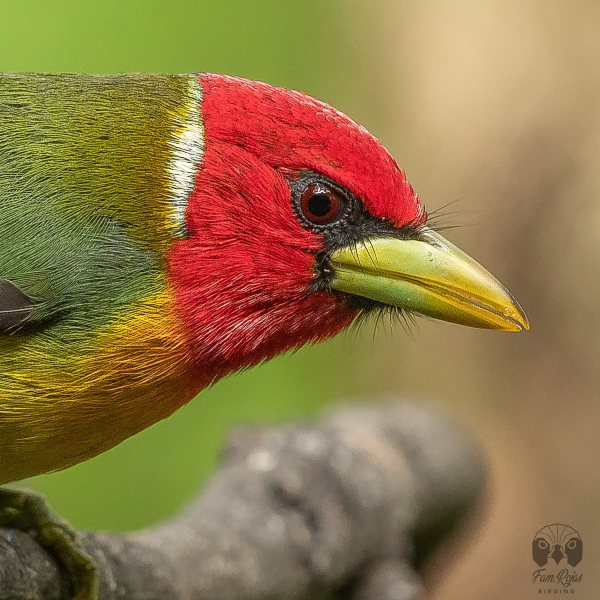 ML512636471 - Red-headed Barbet - Macaulay Library