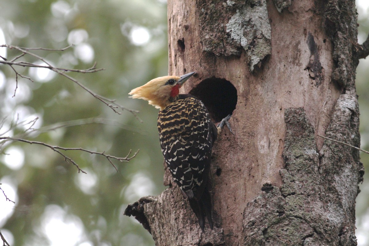 ML512667911 - Blond-crested Woodpecker - Macaulay Library