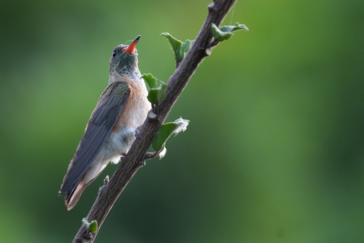ML512781561 - Amazilia Hummingbird - Macaulay Library