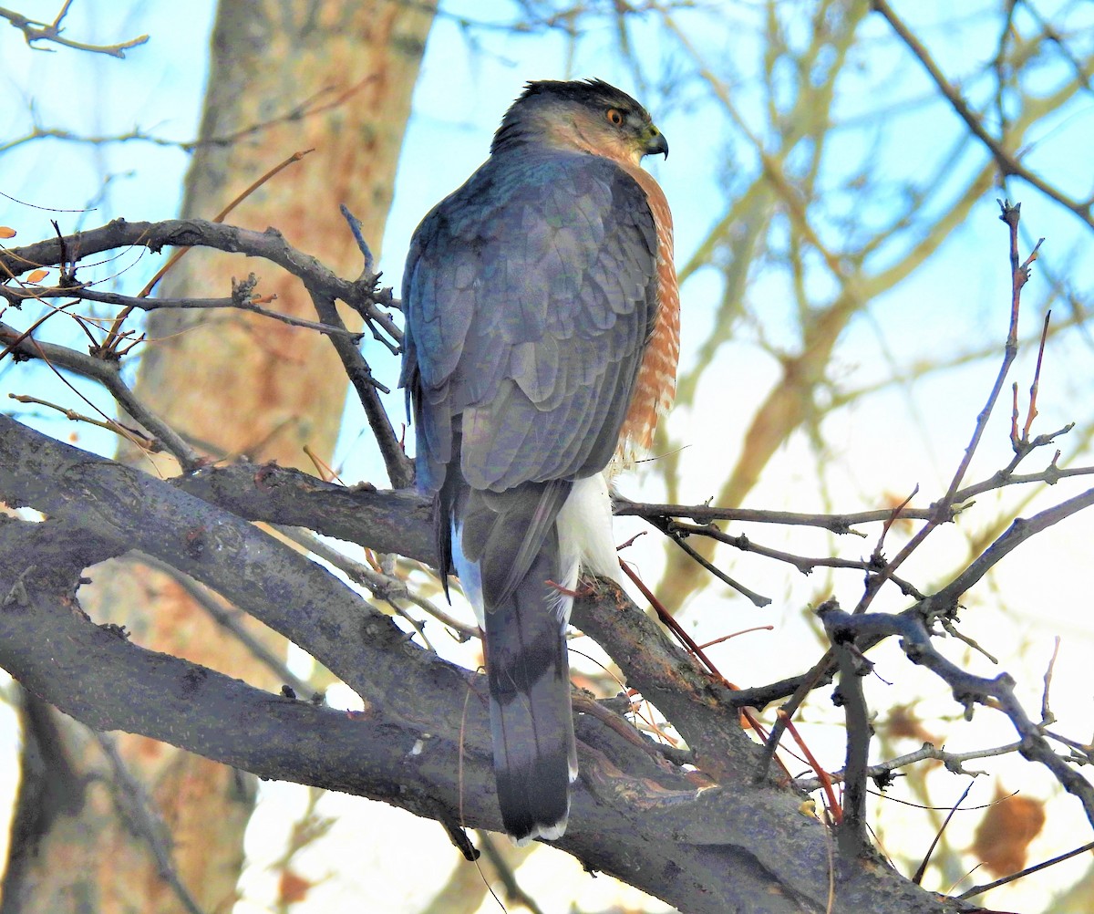eBird Checklist - 14 Dec 2022 - My yard - west Billings - 2 species
