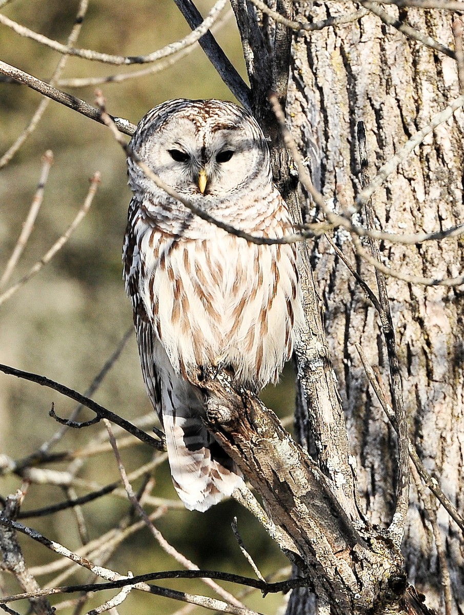 eBird Checklist - 14 Dec 2022 - Long Point Road, Leeds and the Thousand ...
