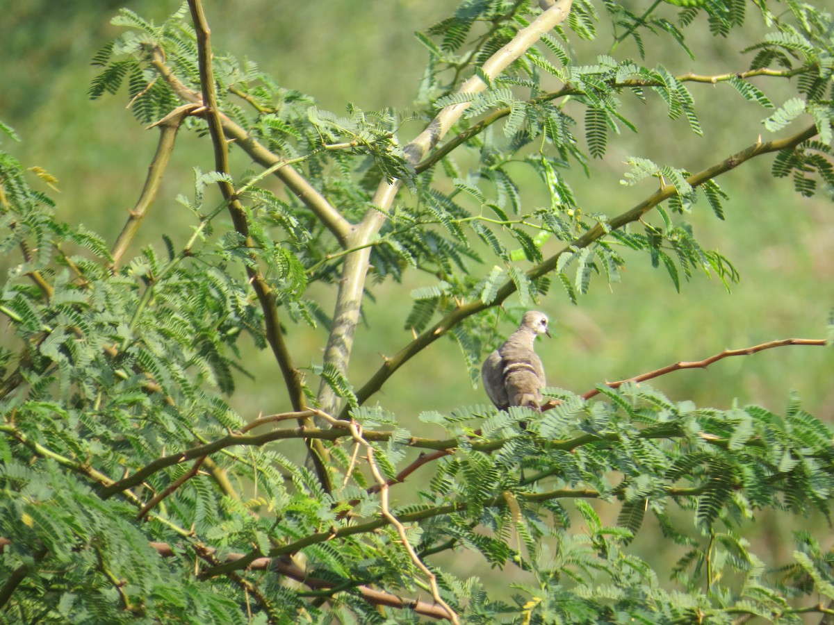 eBird Checklist - 14 Dec 2022 - Olorgesailie Archaeological Site - 24 ...