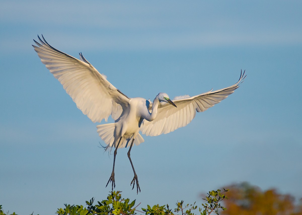 ML513292921 - Great Egret - Macaulay Library