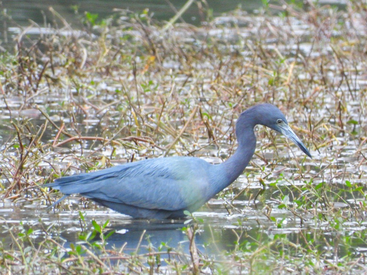 eBird Checklist - 14 Dec 2022 - Devaul Henderson Park - 31 species
