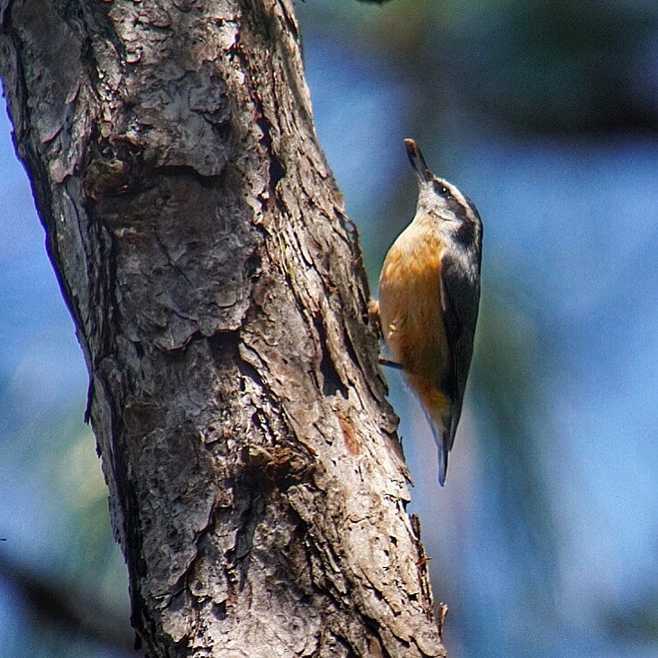 ML51337321 - Red-breasted Nuthatch - Macaulay Library