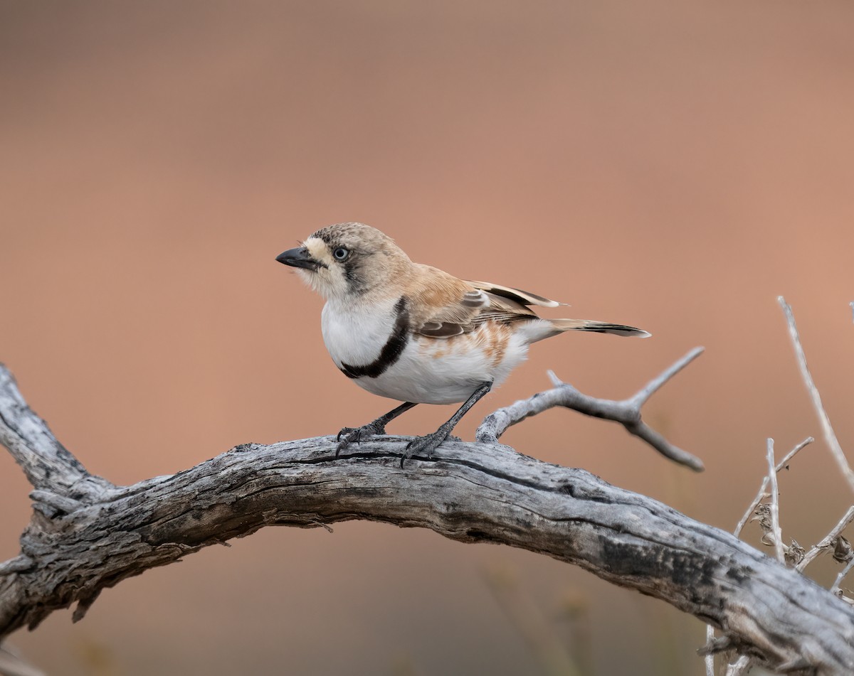 ML513472241 - Banded Whiteface - Macaulay Library
