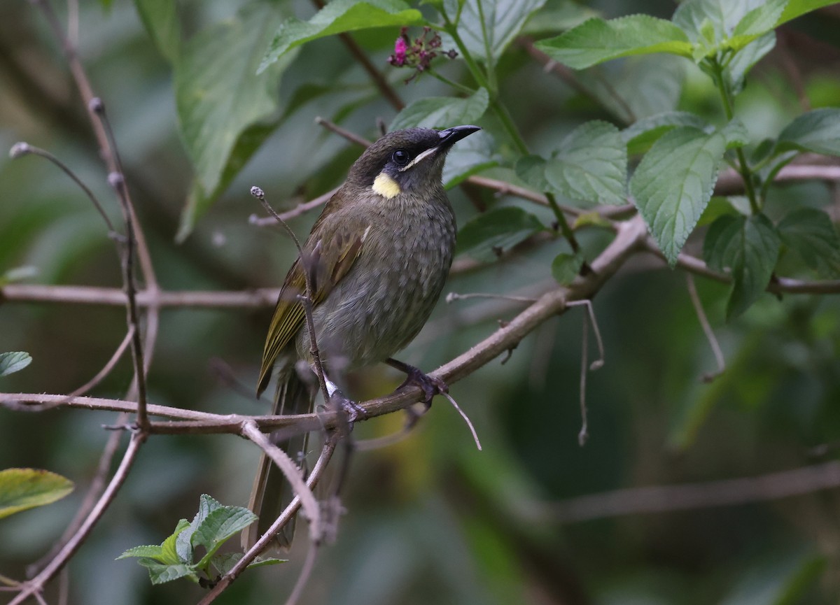 eBird Checklist - 16 Dec 2022 - Mt Lewis--clearing - 19 species