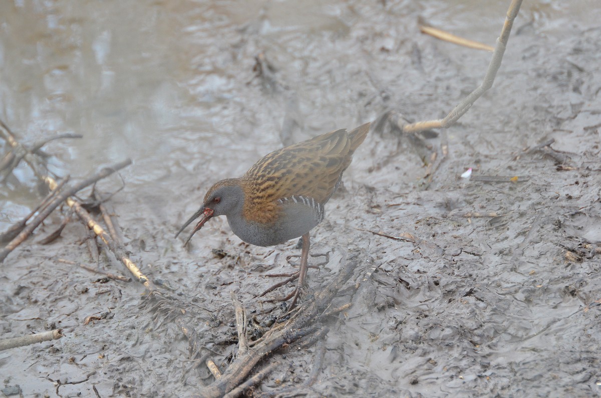 eBird Checklist - 16 Mar 2017 - Kfar Etzion WTP מט"ש כפר עציון - 10 ...