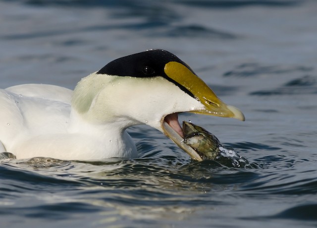 Newfoundland and Labrador, Canada - eBird
