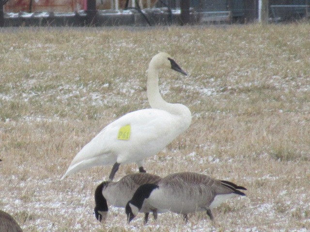 eBird Checklist - 17 Dec 2022 - WVU - JW Ruby Research Farm, Reedsville ...