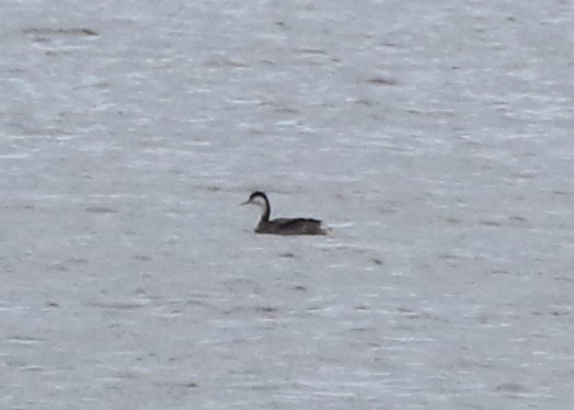 eBird Checklist - 17 Dec 2022 - Mashpee Pond--Attaquin Park - 1 species