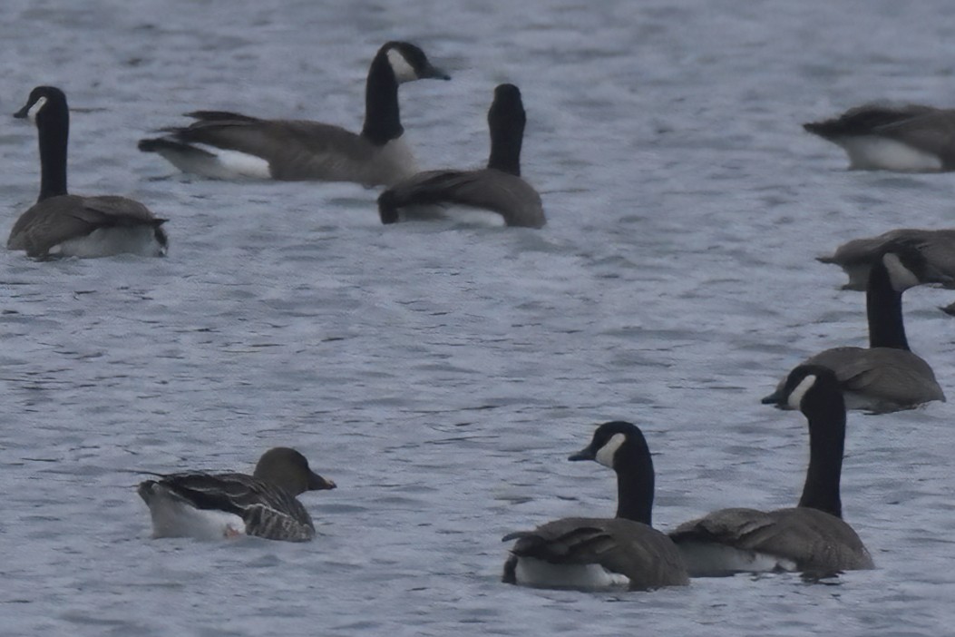 eBird Checklist - 12 Dec 2022 - Lake LaShane - 12 species