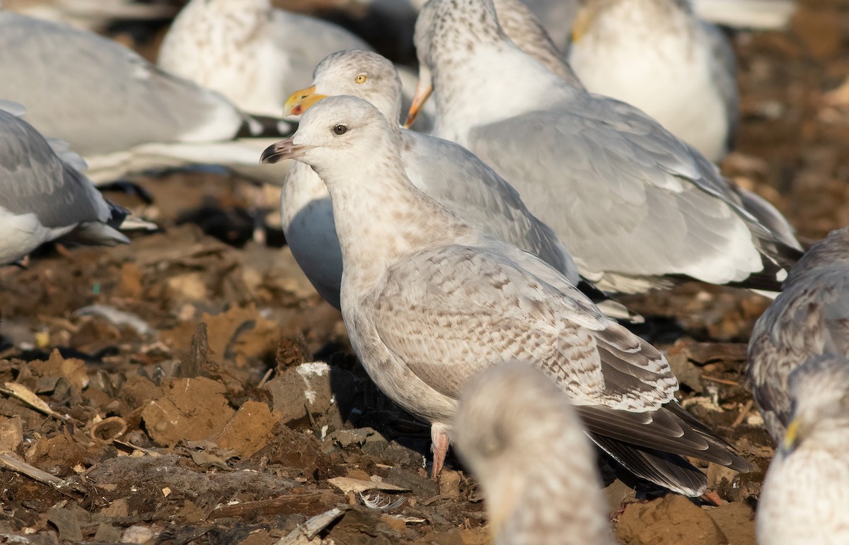 eBird Checklist - 17 Dec 2022 - Tullytown - Fairless Hills Landfill ...