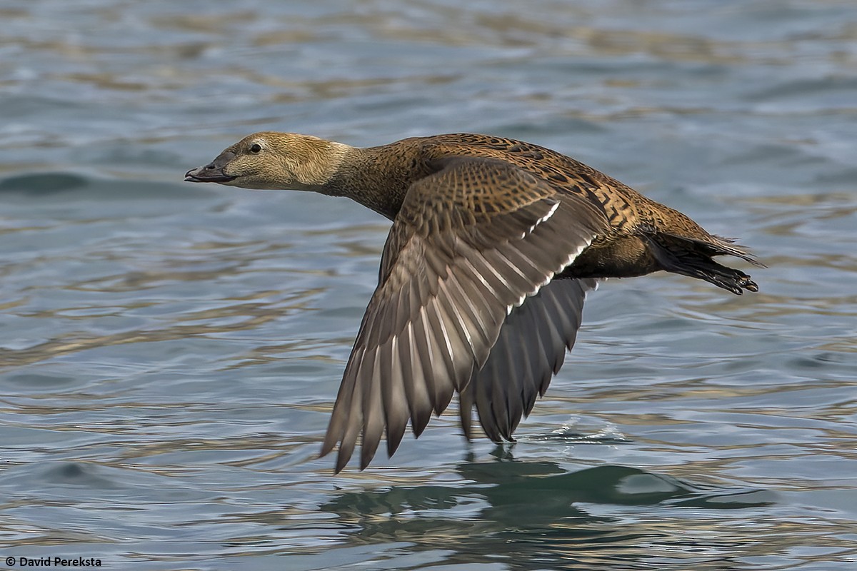 ML514087571 - King Eider - Macaulay Library