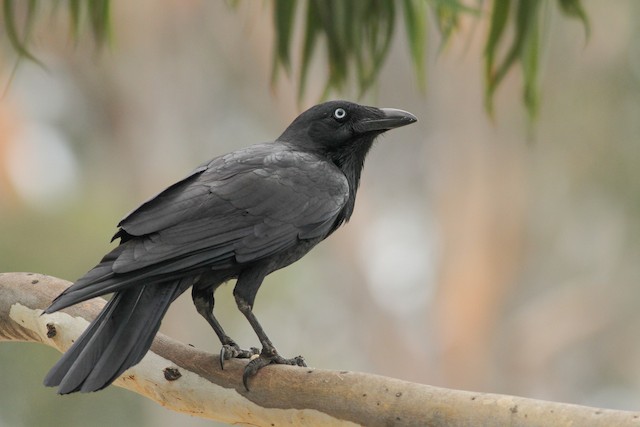 Identifying Australian Raven and Little Raven in south-east Australia ...