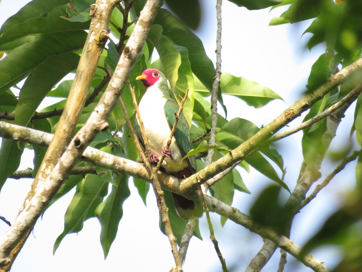 ML514175921 - Jambu Fruit-Dove - Macaulay Library