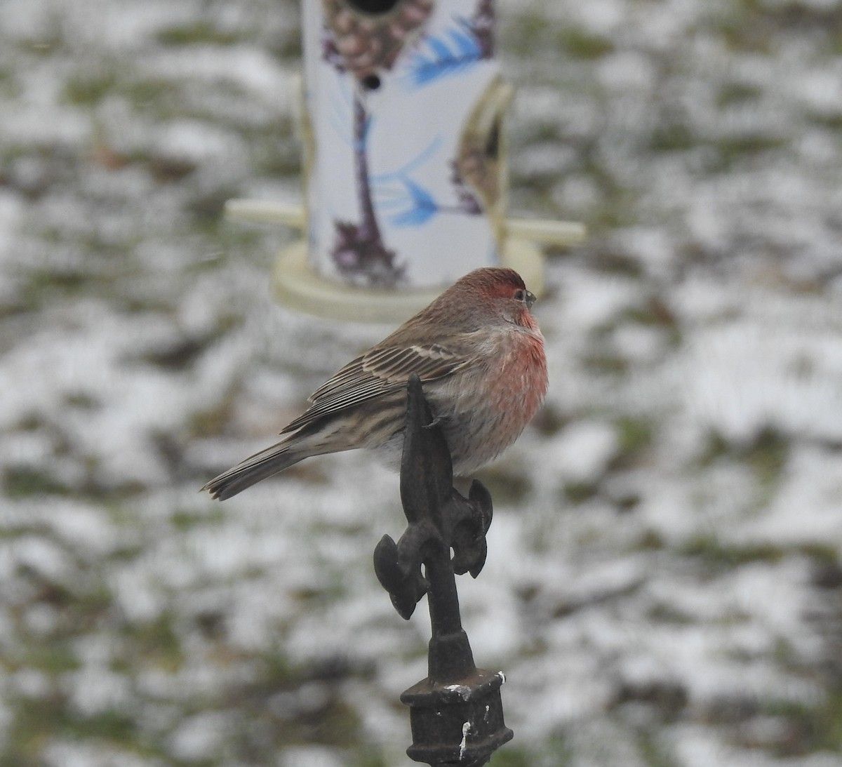 ML514347751 - House Finch - Macaulay Library