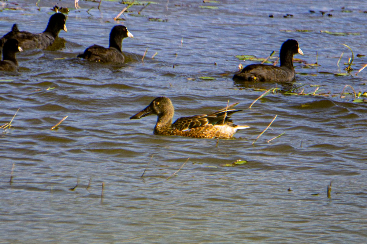eBird Checklist - 2 Oct 2022 - Lake Kerkini NP--Southern shore ...
