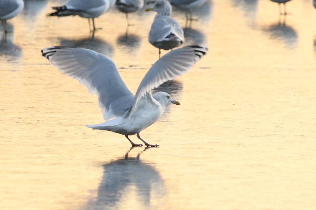ML515030121 - Iceland Gull (Thayer's) - Macaulay Library