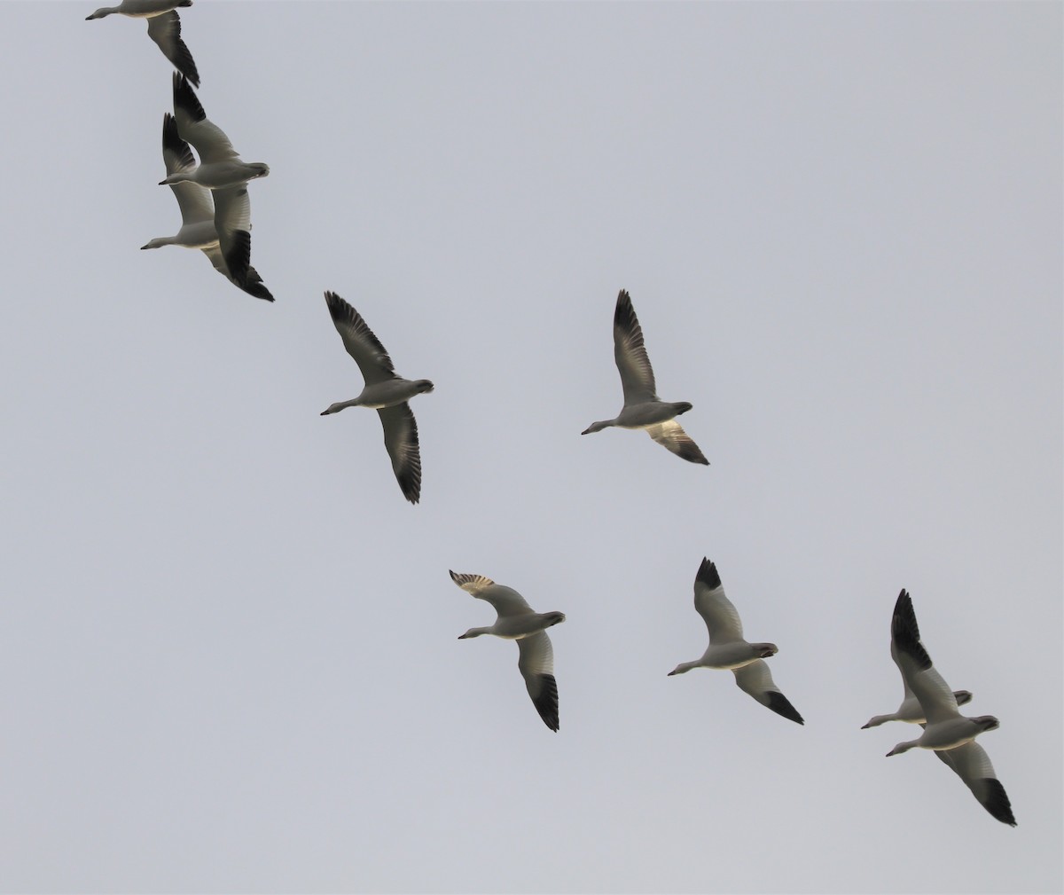 eBird Checklist - 20 Dec 2022 - 6150 Lack Road, Brawley, California, US ...