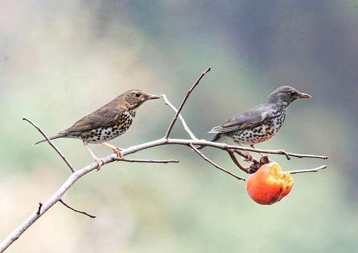 ML515160931 - Japanese Thrush - Macaulay Library