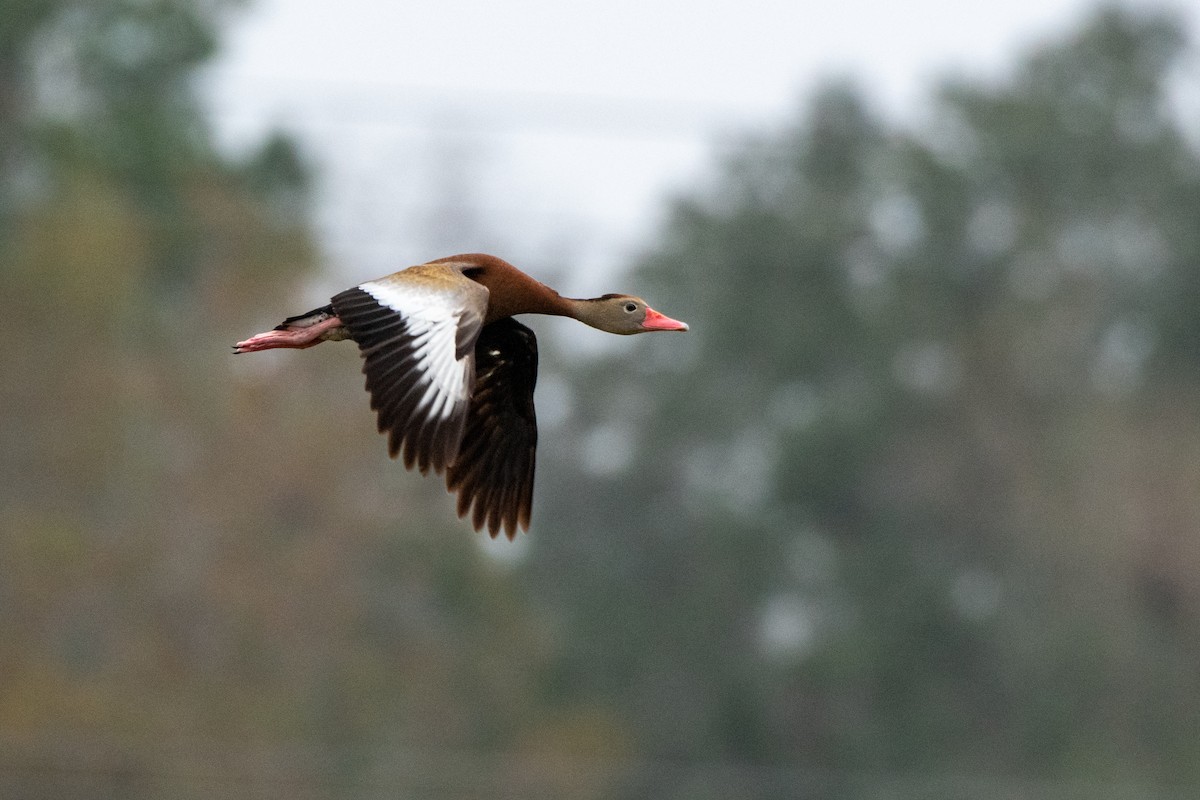 eBird Checklist - 21 Dec 2022 - Sweetwater Wetlands Park - 57 species