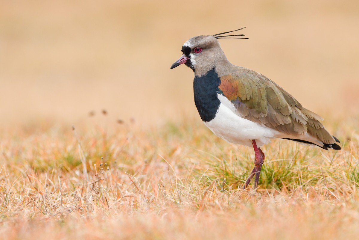 ML515369621 - Southern Lapwing (cayennensis) - Macaulay Library