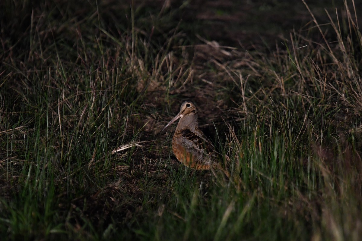 eBird Checklist - 19 Dec 2022 - Matagorda CBC section - 41 species