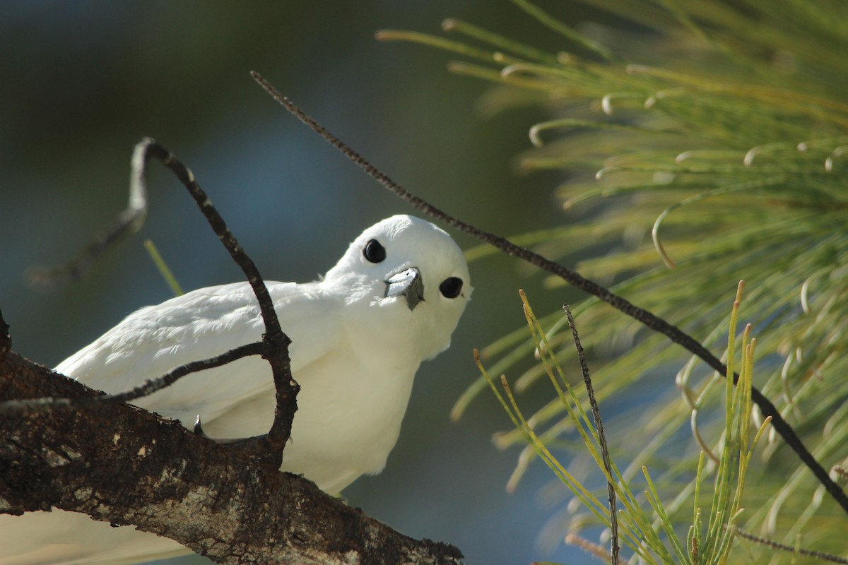 eBird Checklist - 3 Sep 2016 - Ile Aux Cocos - Nature Reserve - 4 species