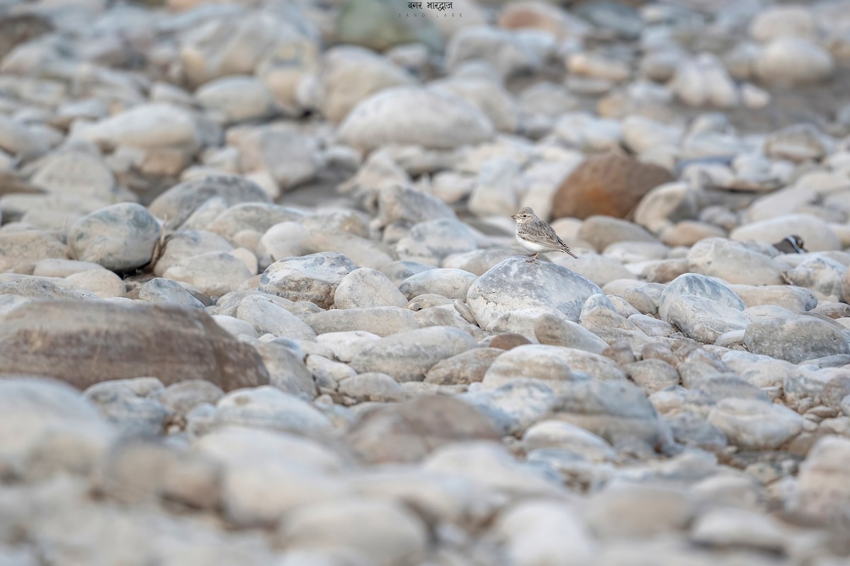 ML515529901 - Sand Lark - Macaulay Library