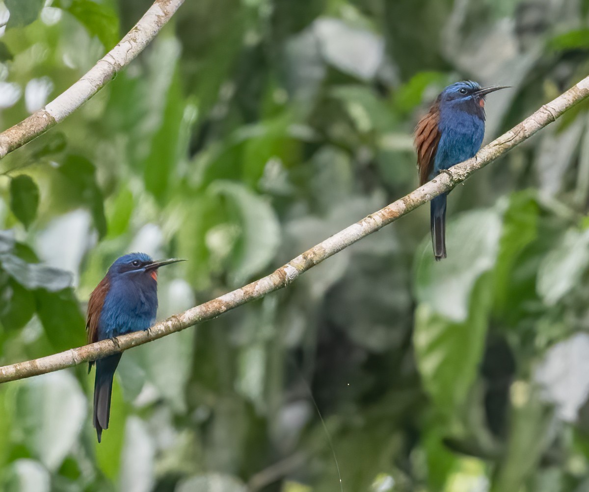 eBird Checklist - 13 Dec 2022 - Atewa Range--upland forest & ridge - 11 ...