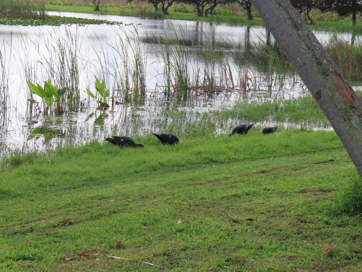 eBird Checklist - 22 Dec 2022 - Belle Glade Marina & Torry Island - 38 ...