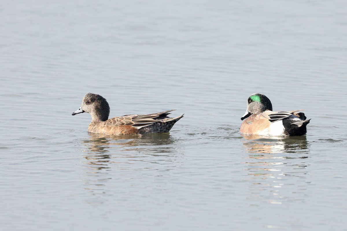 eBird Checklist - 22 Dec 2022 - Palo Alto Baylands - 43 species (+3 ...