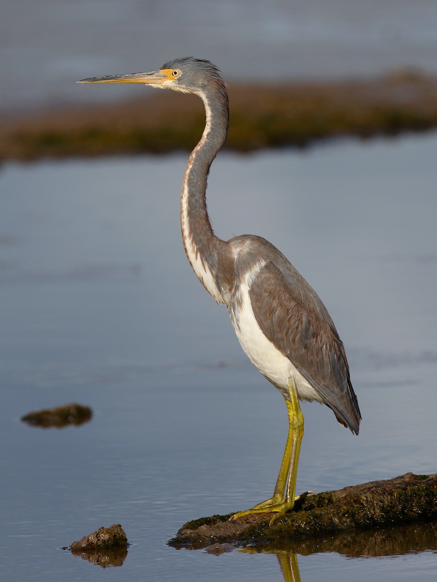 ML51573101 - Tricolored Heron - Macaulay Library