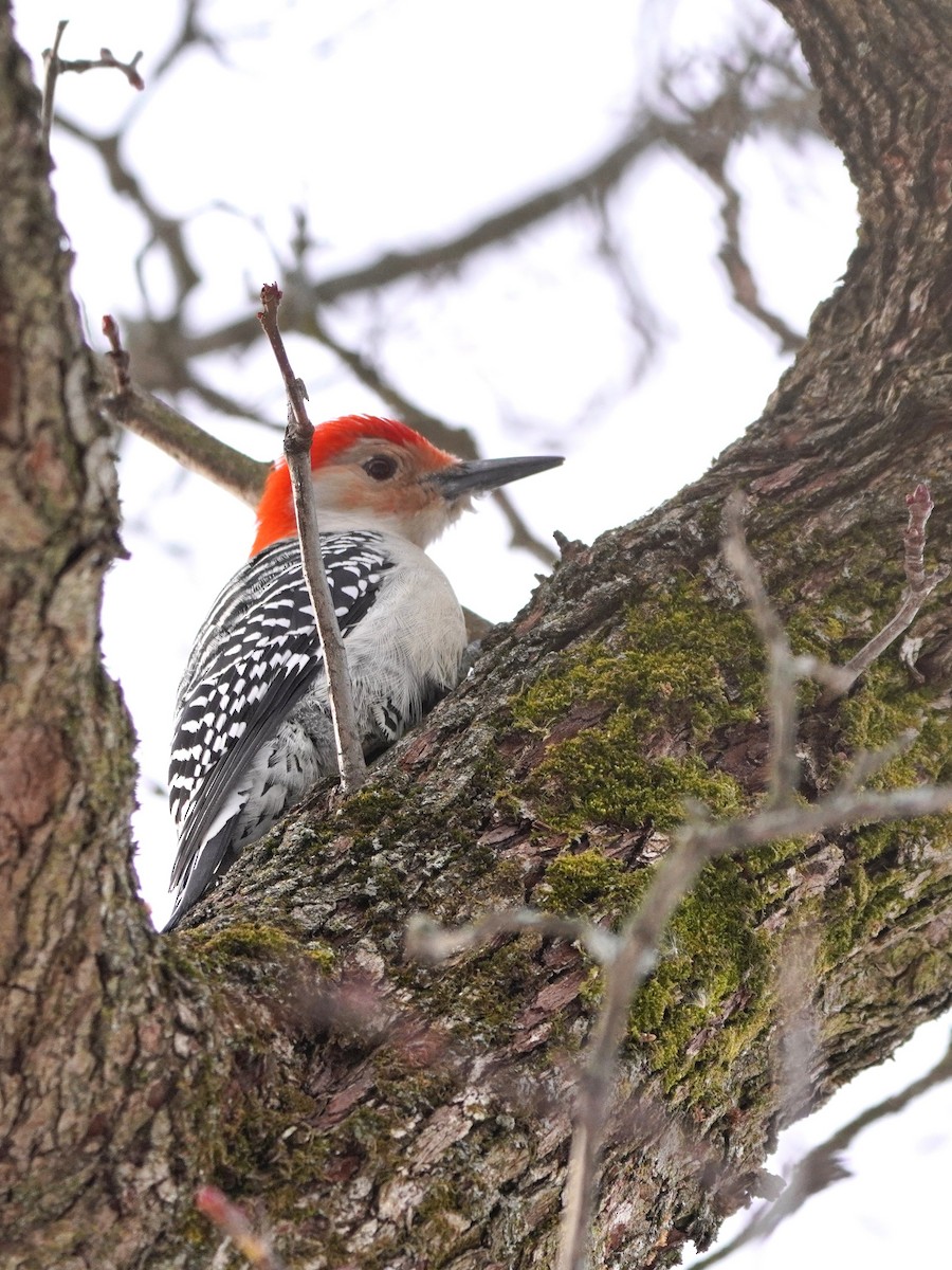 eBird Checklist - 23 Dec 2022 - Gompers Park, Chicago - 9 species